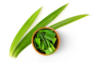 Morfologi Tanaman Pandan Terbaru Yang Perlu Kamu Tahu! - Kampusaja